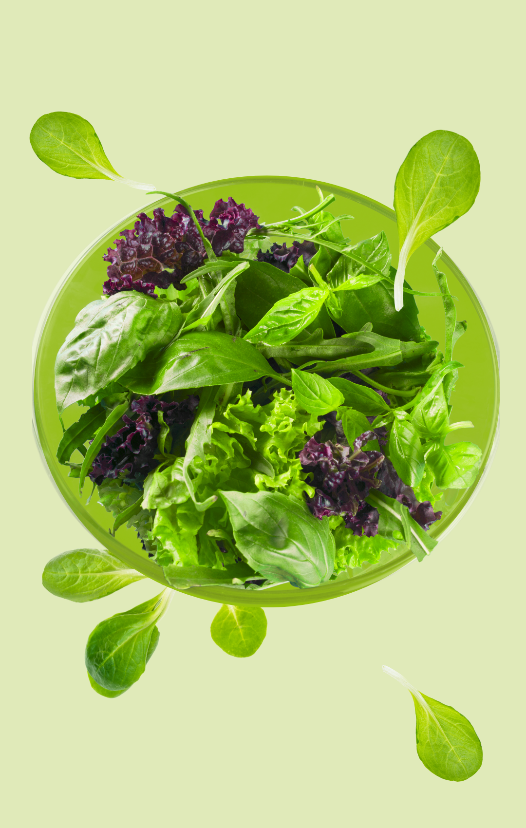 Fresh Leaf by Limpantsis™ | Επίσημη ιστοσελίδα